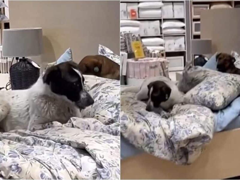 Stray Dogs In Istanbul Go Viral For Lying On A Display Bed Inside A Store
