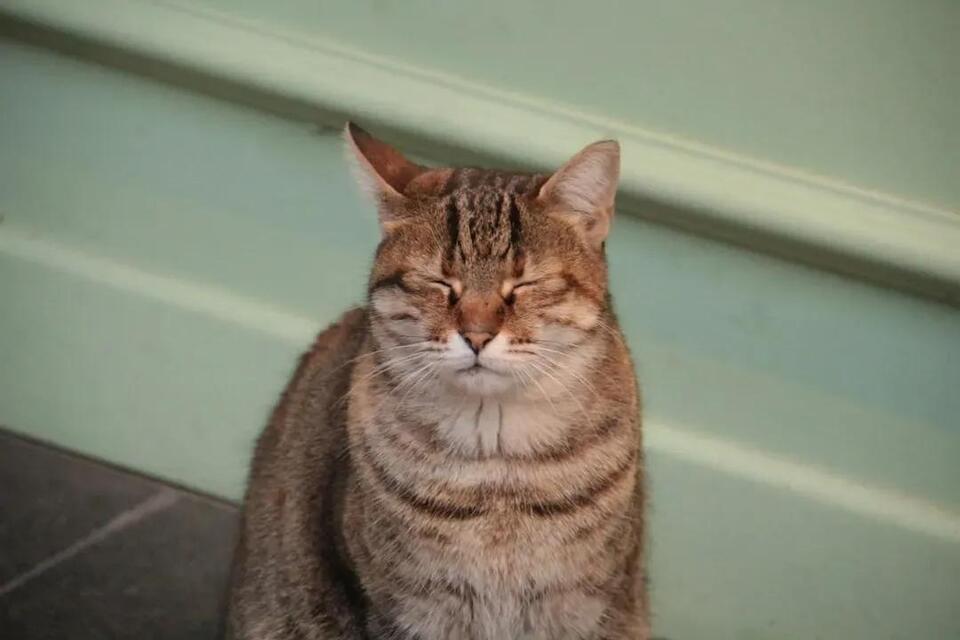 The Slow Blink Is Your Cat’s Ultimate Sign of Trust - NewsBreak