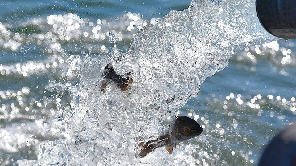 Rainbow Trout Stocking Underway Across Clearwater Region This October ...