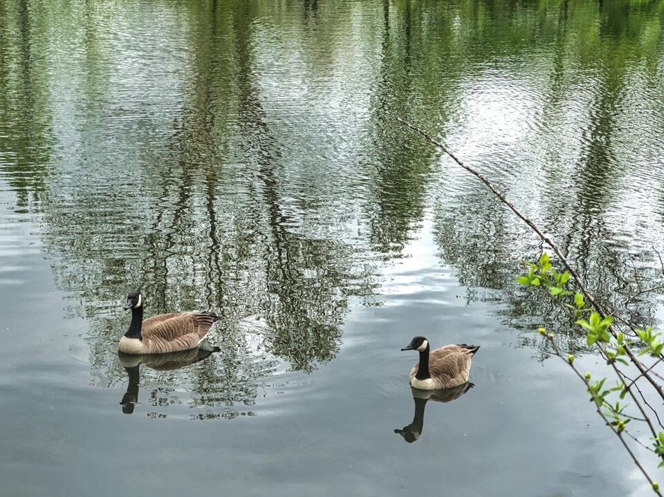 Sick and Dying Geese Raise Alarms at a Lubbock Park - NewsBreak
