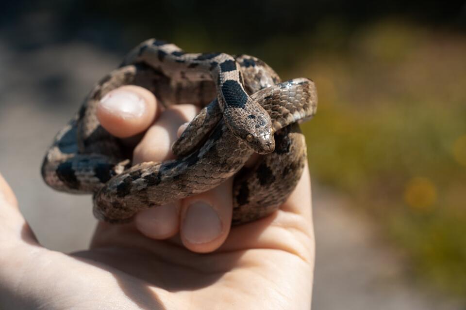 8 Ways Snakes Show Their Subtle Affection - NewsBreak
