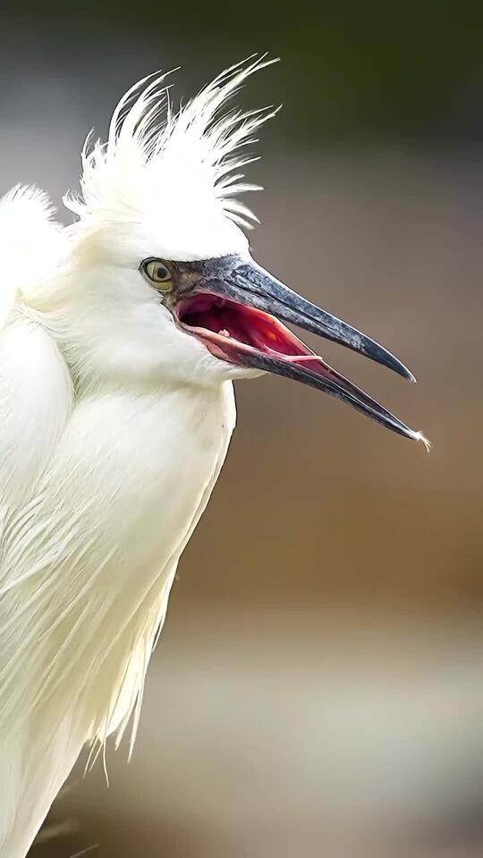 This is the rarest egret in North America, the Reddish Egret and this ...