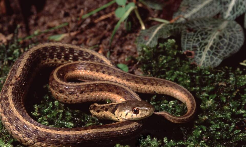 12 Snakes In Washington - NewsBreak