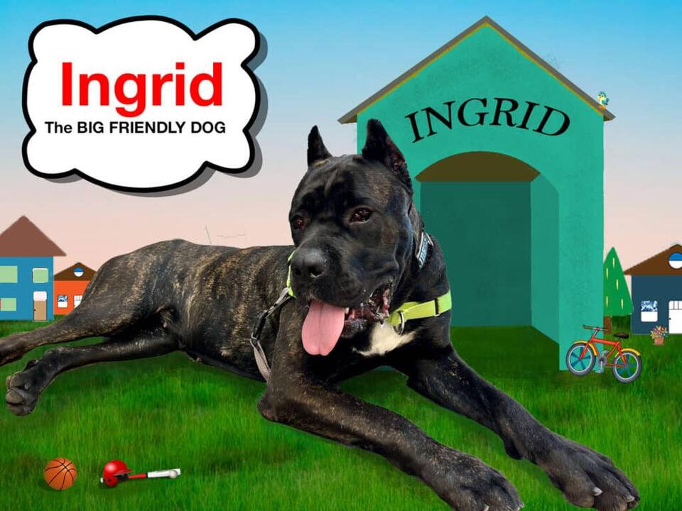 Ingrid: A Big Pup with a Big Heart - NewsBreak