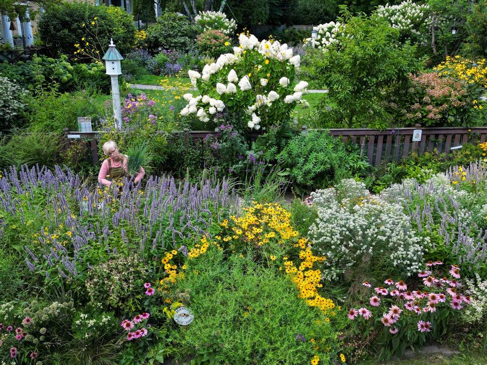 Gaining ground: Native plants surge as gardeners try to save bees ...