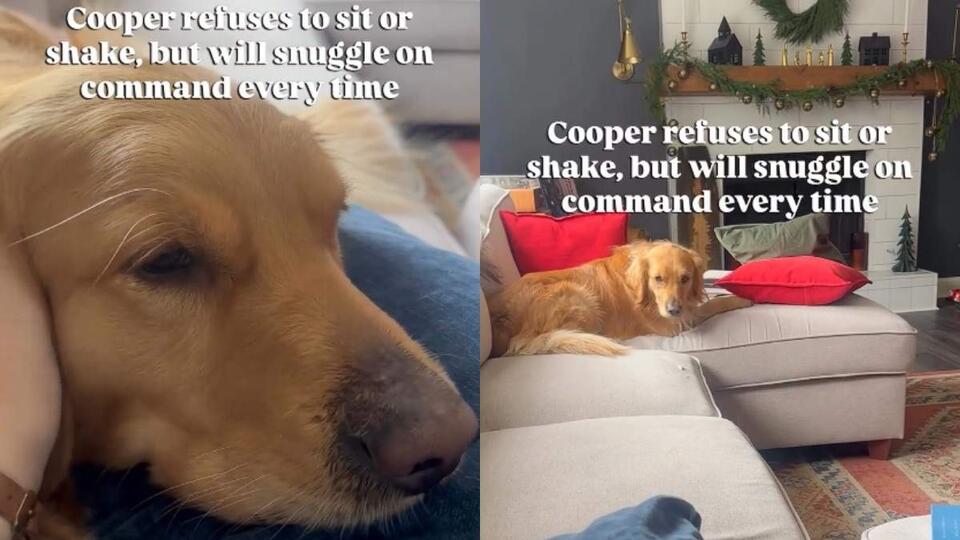 Golden Retriever Listens Only to This Command in Adorable Video - NewsBreak