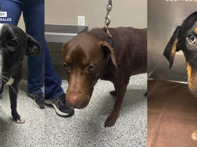 First-hand accounts detail potential violations, neglect by local ...