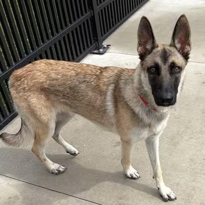 🐶 Playful, Loyal & Loving Dogs Ready for Adoption in Wheaton - NewsBreak