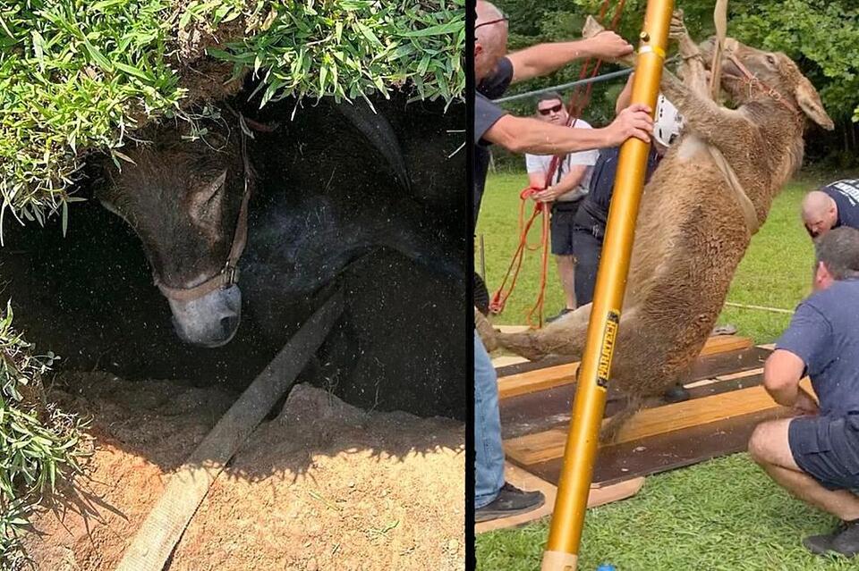Donkey Miraculously Rescued After Plunge Into North Carolina Sink Hole ...