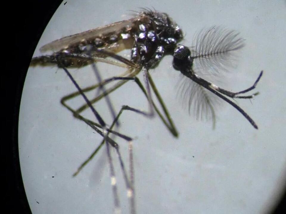 Dengue fever surge in Latin America sparks warnings for the U.S. with ...