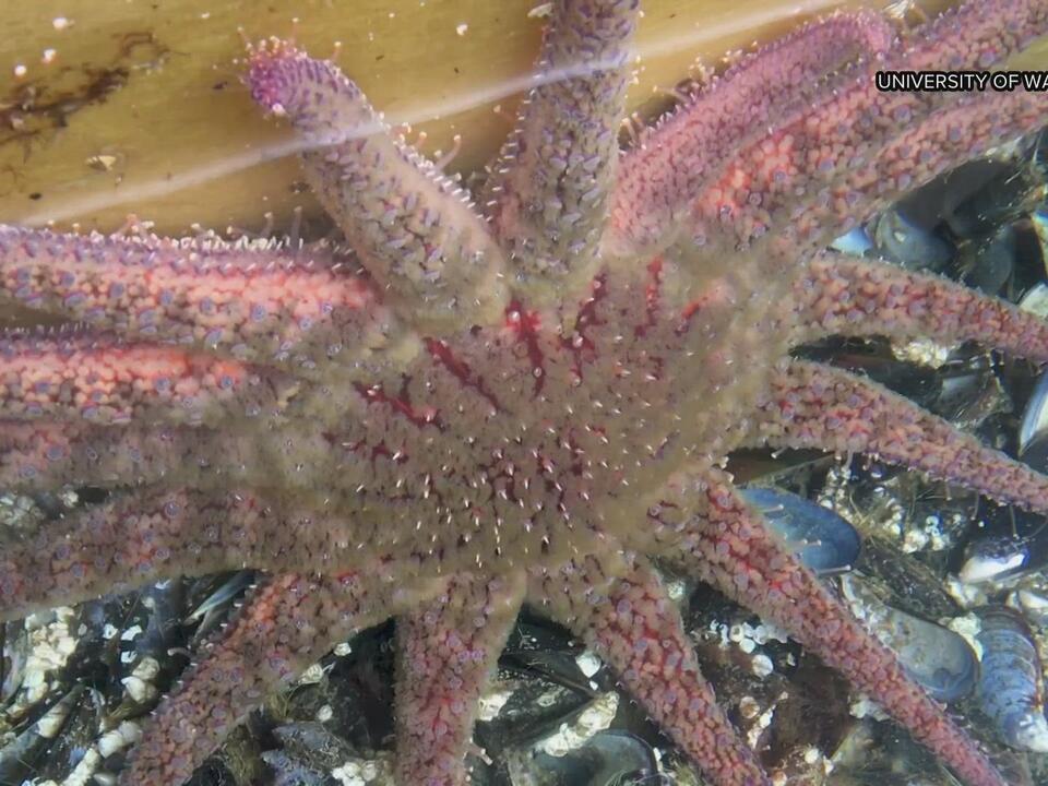 UW researchers hoping to save a sea star population nearly wiped out 10 ...
