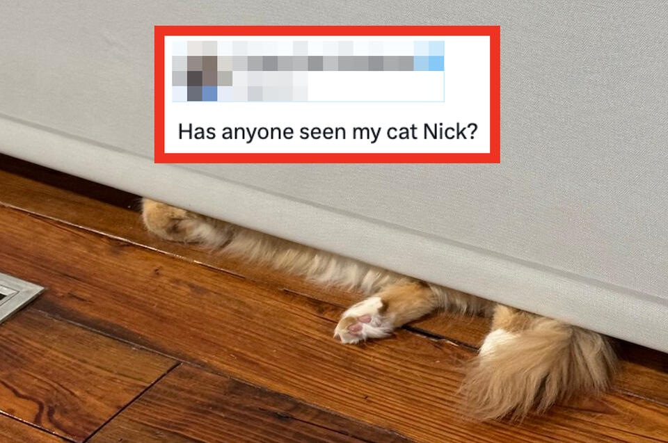 I Almost Tripped And Fell Laughing At These 26 Funny Pet Tweets - NewsBreak
