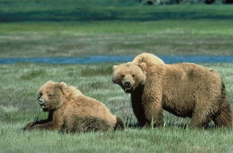 More Montana Push For Reform Of Grizzly Endangered Species Act - NewsBreak