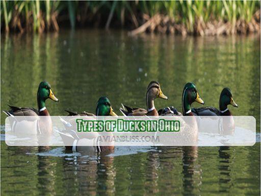 Ohio Ducks: Guide to Species, Migration & Habitats (2024)