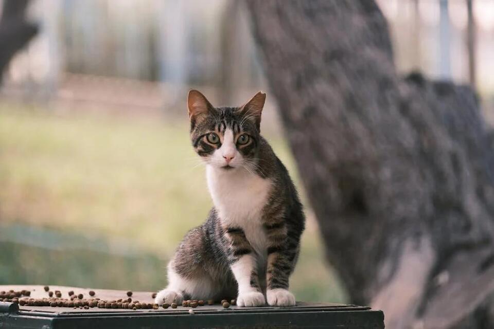 Street Cat Named Bob Leaves Lasting Legacy - NewsBreak