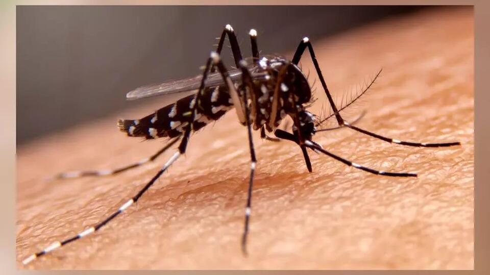 Dangerous Virus Spread By Mosquitoes Now Confirmed In Wisconsin - NewsBreak