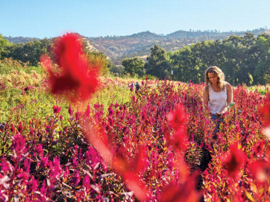 You’ve Never Seen Flowers As Beautiful As the Ones at This Epic ...