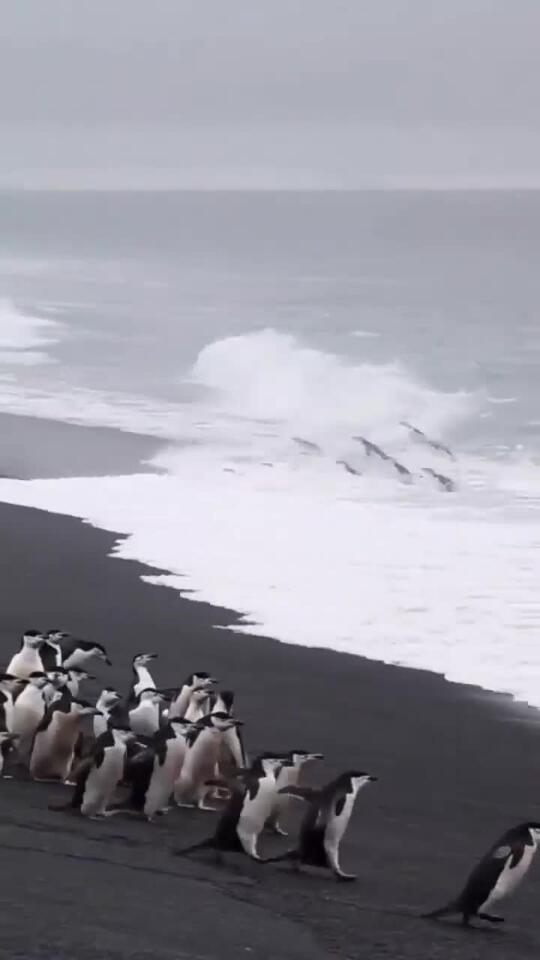 Day at the Beach Thousands of Chinstrap Penguins come and go from their ...