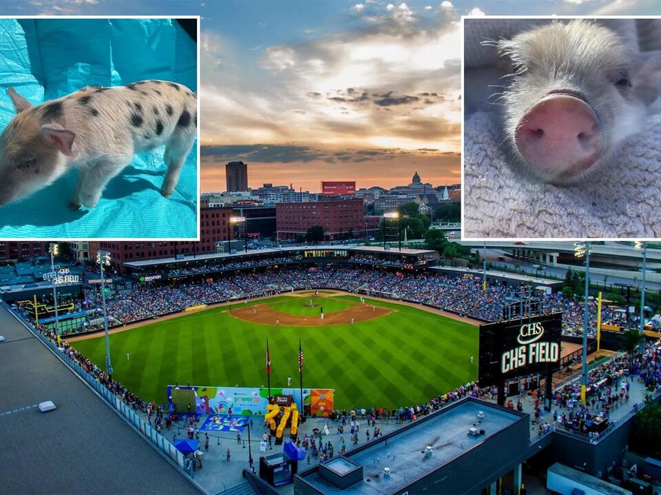 Minor league baseball team keeping pig mascot’s name ‘Ozempig’ despite ...