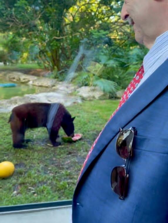 Flamingo Gardens Welcomes Two Black Bear Cubs - NewsBreak