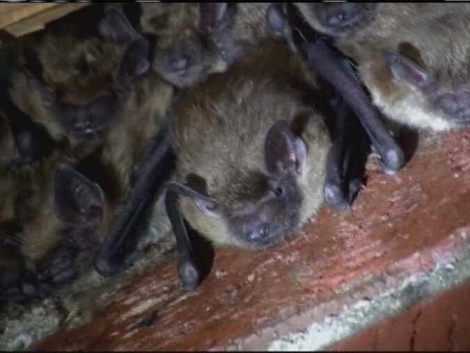 Maine CDC shares tips to prevent getting rabies from bats