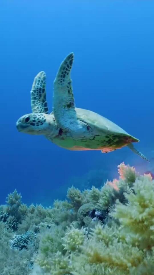 Seven different species of sea turtles glide through our seas Six of ...