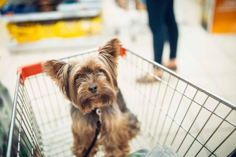 Are Dogs Allowed In Menards? - NewsBreak