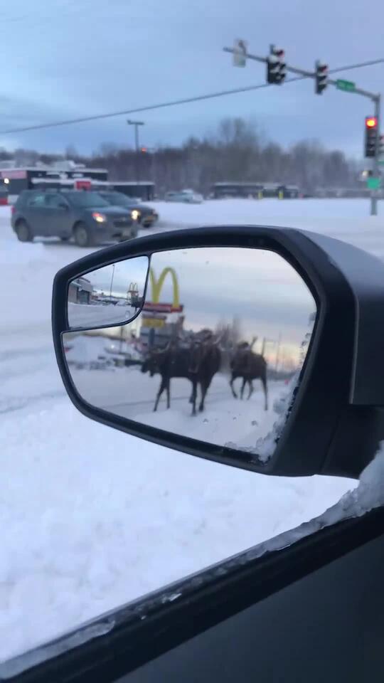 Moose Moseying Down the Median - NewsBreak