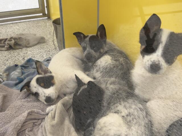 KC Pet Project at critical capacity after over 150 animals dropped off ...
