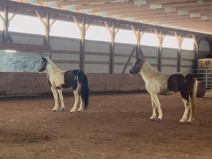 Four Chincoteague Ponies Make Full Swamp Cancer Recovery
