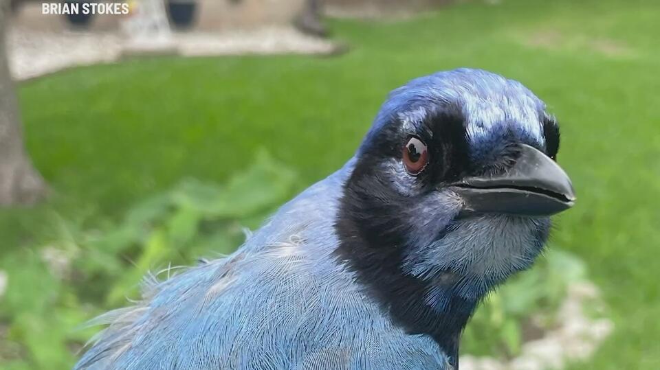 What’s a ‘grue jay’? Introducing the new hybrid love child of the blue ...