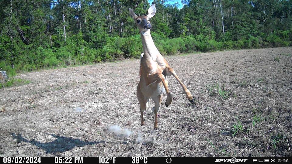 How to prepare venison for your table, plus other Louisiana outdoors ...