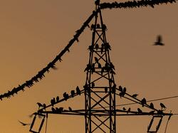 Why Do Birds Sit On High Voltage Power Lines, And How Come They Don't ...