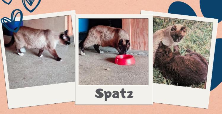 Capital Humane Society Launches Half-Price Cat Adoption Promotion ...