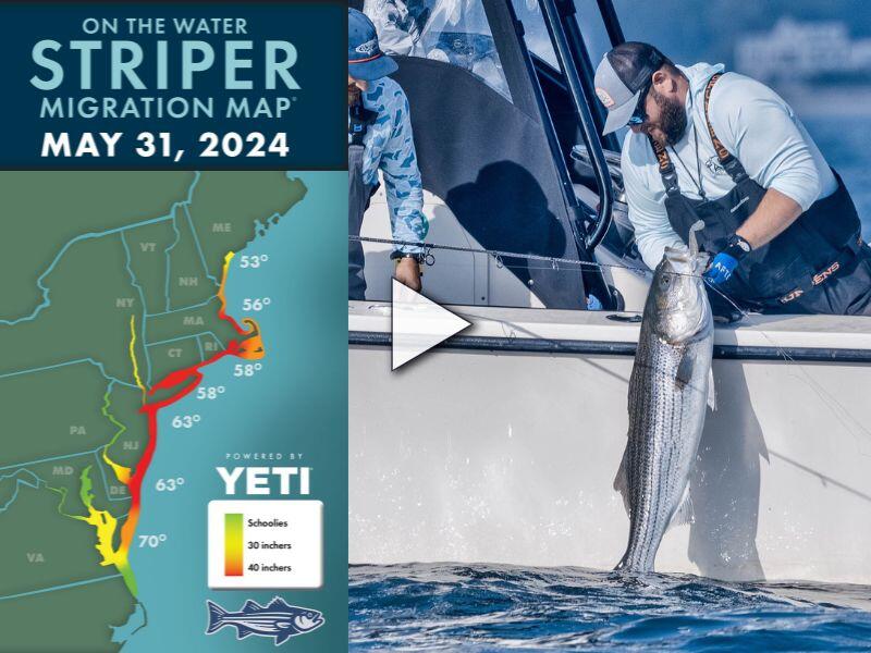 Striper Migration Report- May 31, 2024 - NewsBreak