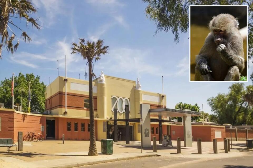 Zoo visitors evacuated, sent into lockdown after emergency alarm sparks ...