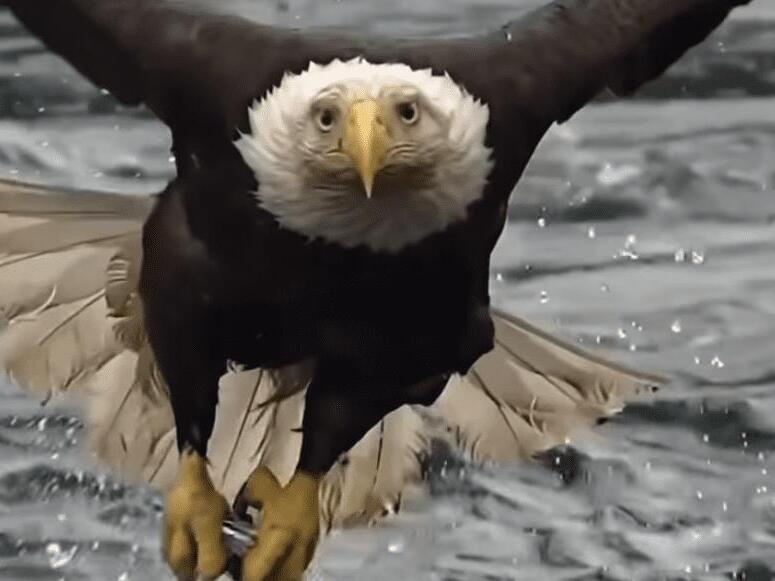 This Front View Of A Bald Eagle Snatching Fish Out Of The Water Is ...