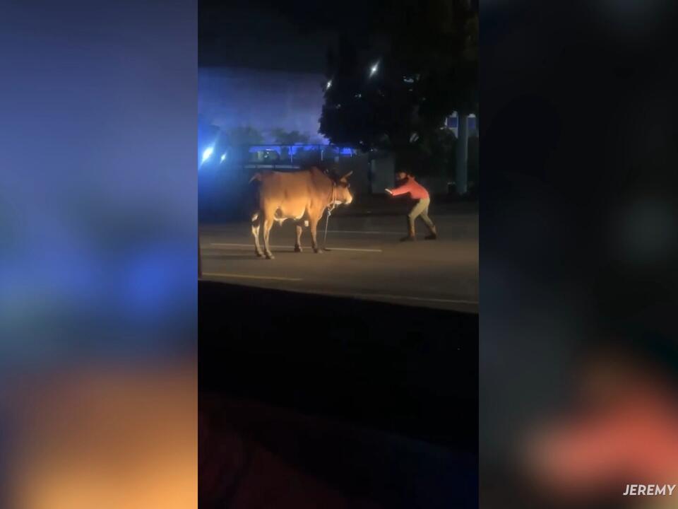 8 Bulls Escape Massachusetts Rodeo: See the Viral Video and Last ...