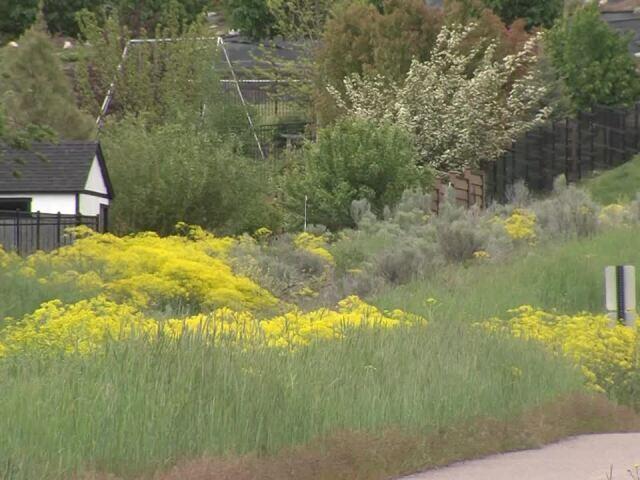 Yellow flowers may look pretty, but they're killing native Utah plants ...