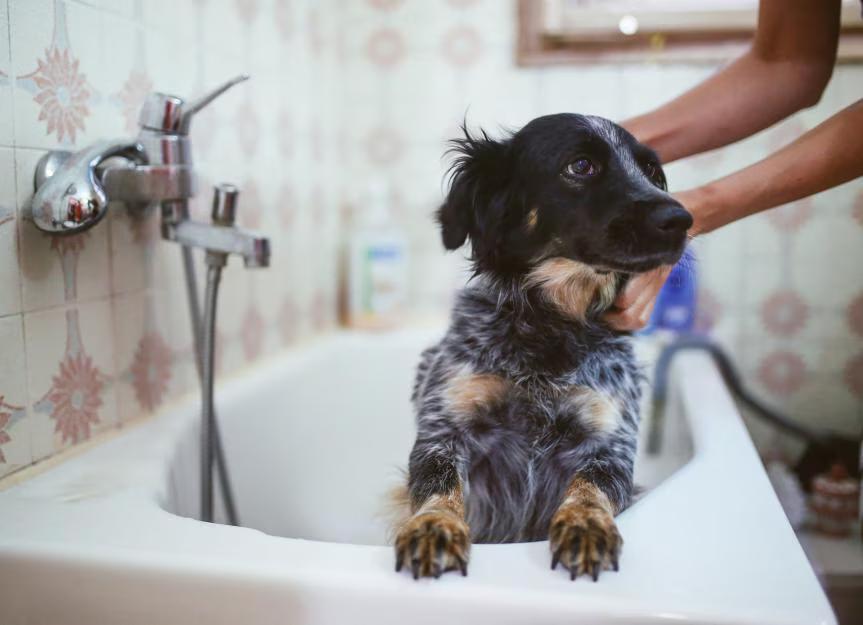 Does Dawn Dish Soap Kill Fleas on Pets? How It Works and When To Use It - NewsBreak