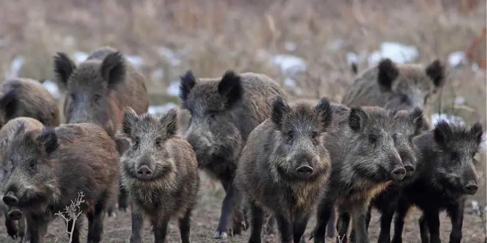 Feral hog eradication programs slashed by Kemp veto - NewsBreak
