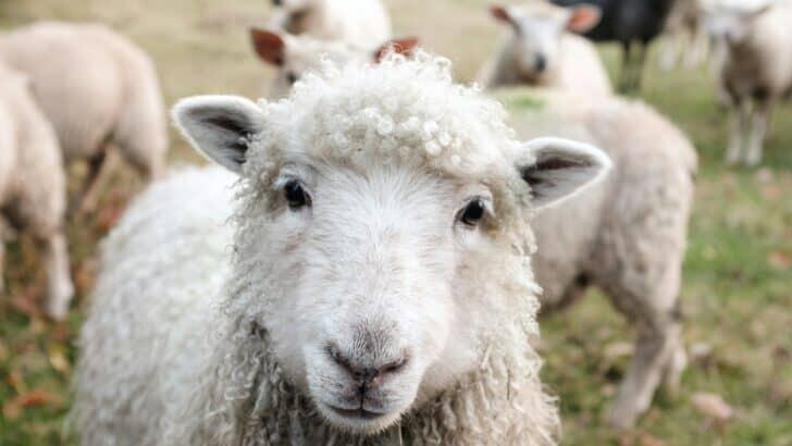 Sacred or Slaughtered: The Double Standard Around Sheep - NewsBreak