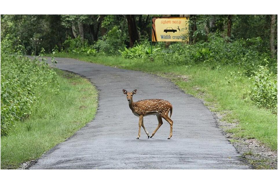 Why Wildlife Corridors Are Key to Animal Survival - NewsBreak
