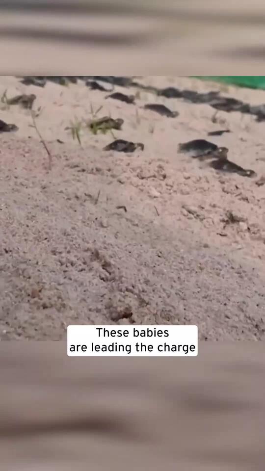 These babies are leading the charge for the survival of their species ...