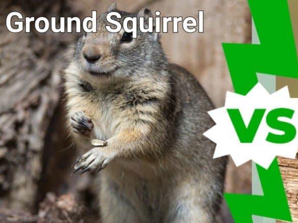 Ground Squirrel vs Chipmunk: 5 Key Differences