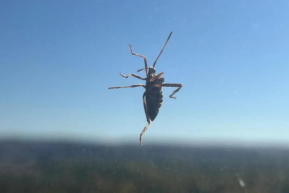 Why You’re Suddenly Seeing Long-Legged “Stink Bugs” in Montana - NewsBreak