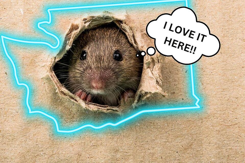 Washington Has One of the ‘Top Rat Infested’ Cities in U.S. Again ...