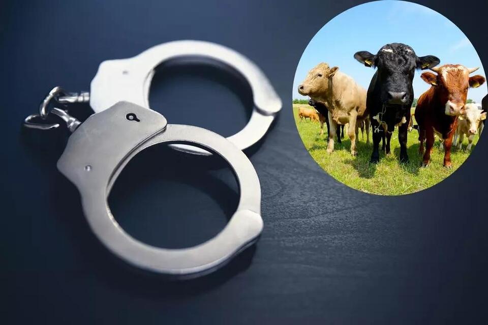 Suspects Connected to Western Colorado Cow Shooting Arrested - NewsBreak