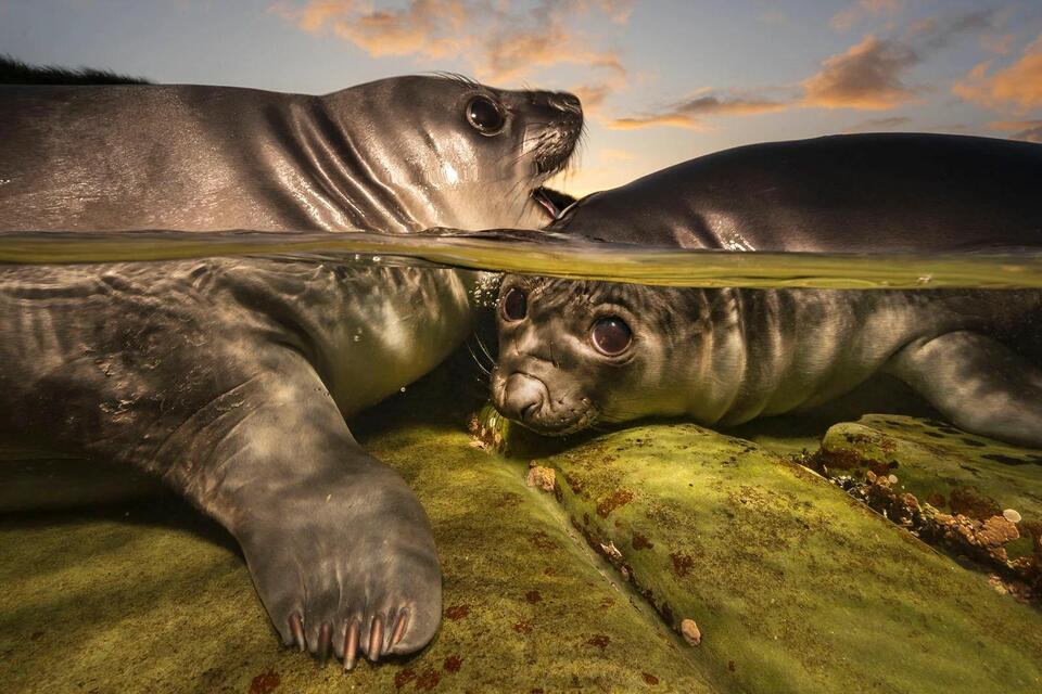 Stunning Photo of Resilient Elephant Seal Pups Wins Underwater ...