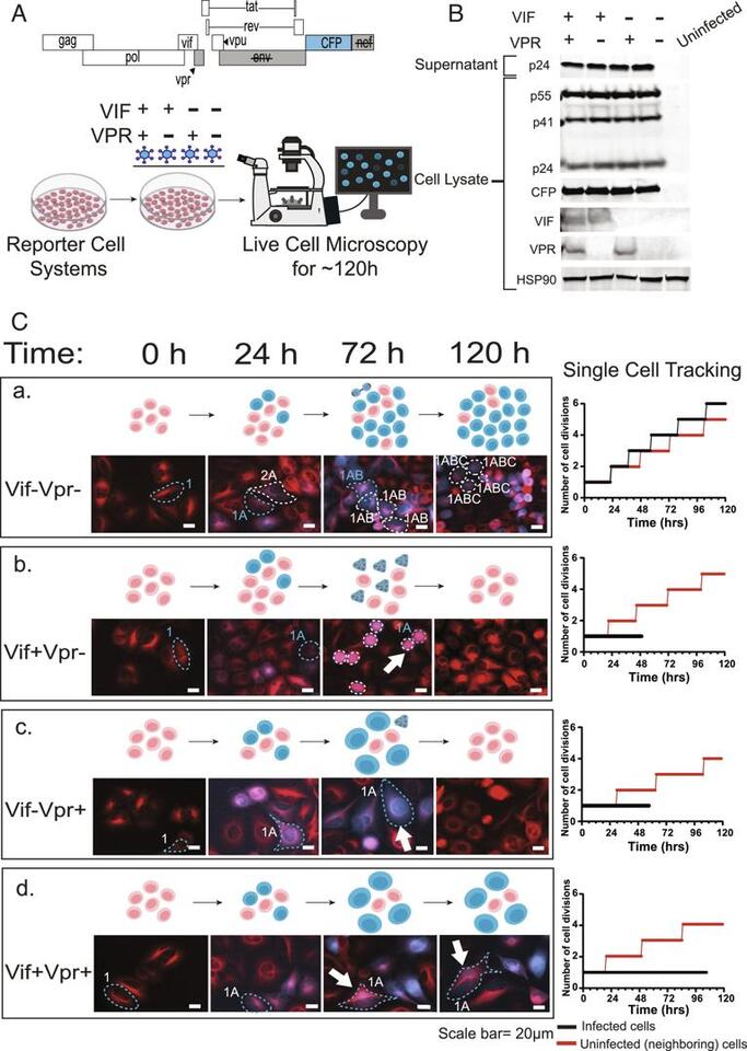 HIV-1 Vif and Vpr cooperatively modulate the cell cycle to maximize per ...